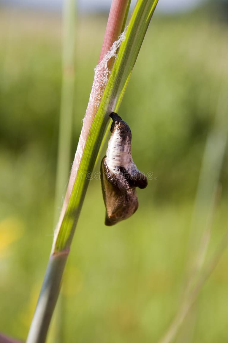 1,617 Cocoon Wings Stock Photos - Free & Royalty-Free Stock Photos from ...