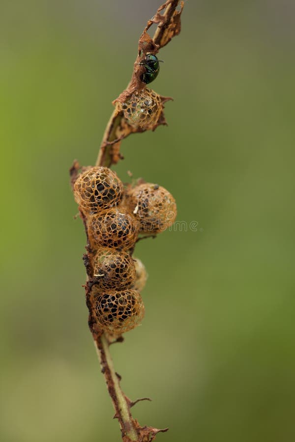 Cocoon stock photo. Image of greenery, group, cocoon - 22457054