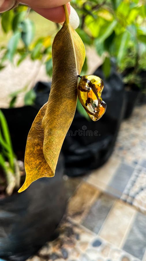 Cocoon stock image. Image of attached, leaf, sparkling - 266066083