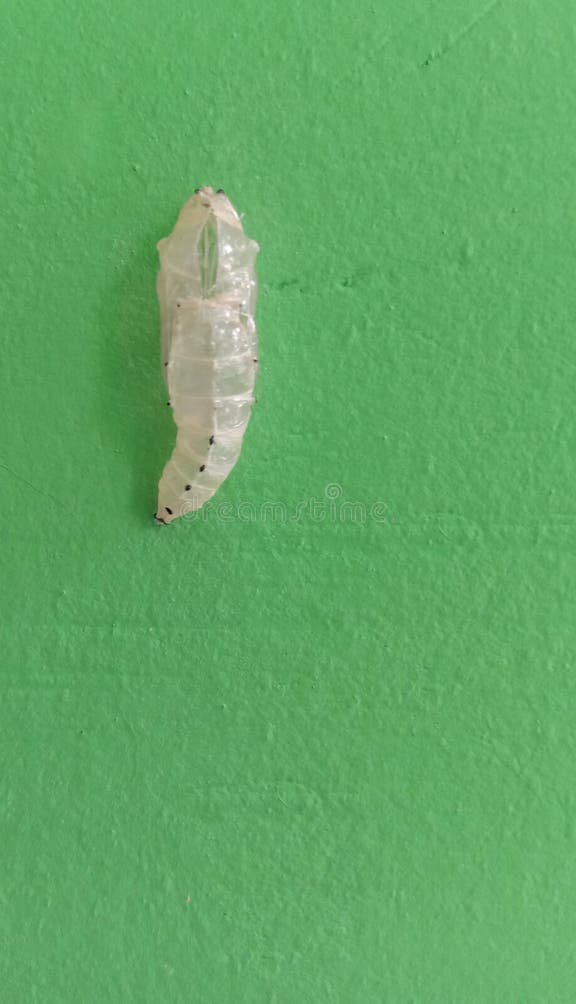 A Cocoon Attached To the Green Wall Stock Photo - Image of life, thread ...