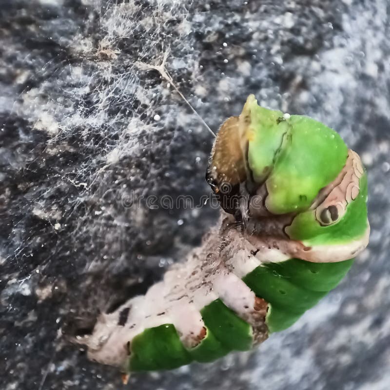 The Cocoon is the Beginning To Become a Better and More Beautiful ...