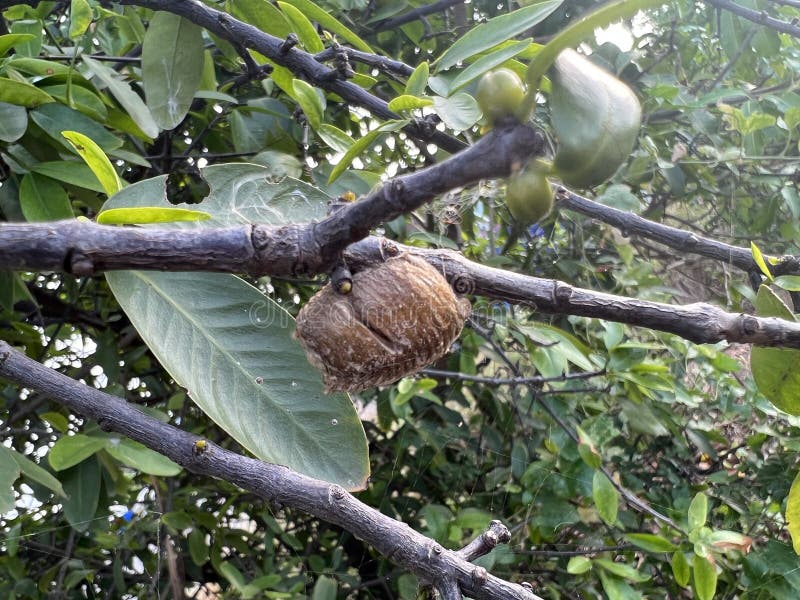 Cocoon in branch tree stock image. Image of tree, cocoon - 247929593