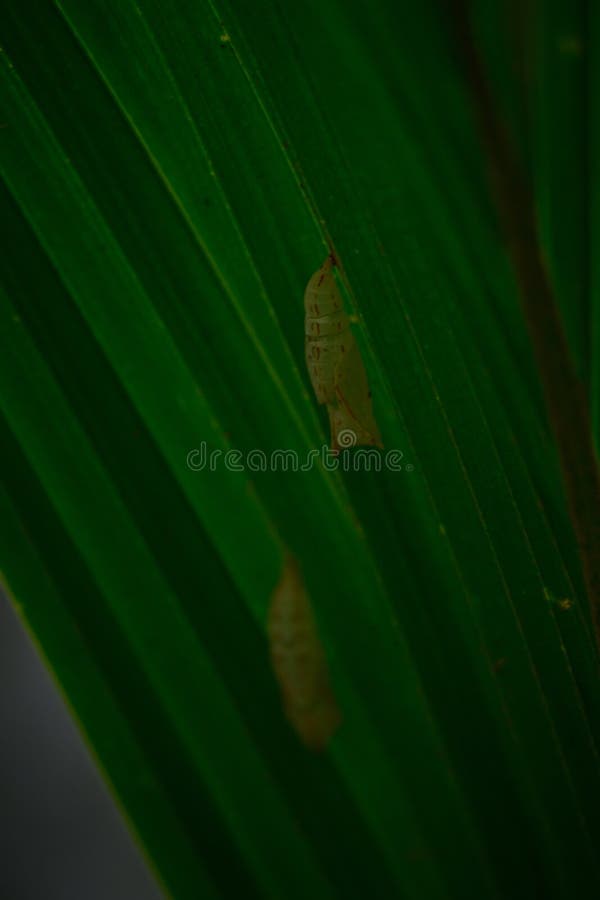Cocoon of Butterfly in Green Leaf Stock Image - Image of closeup ...