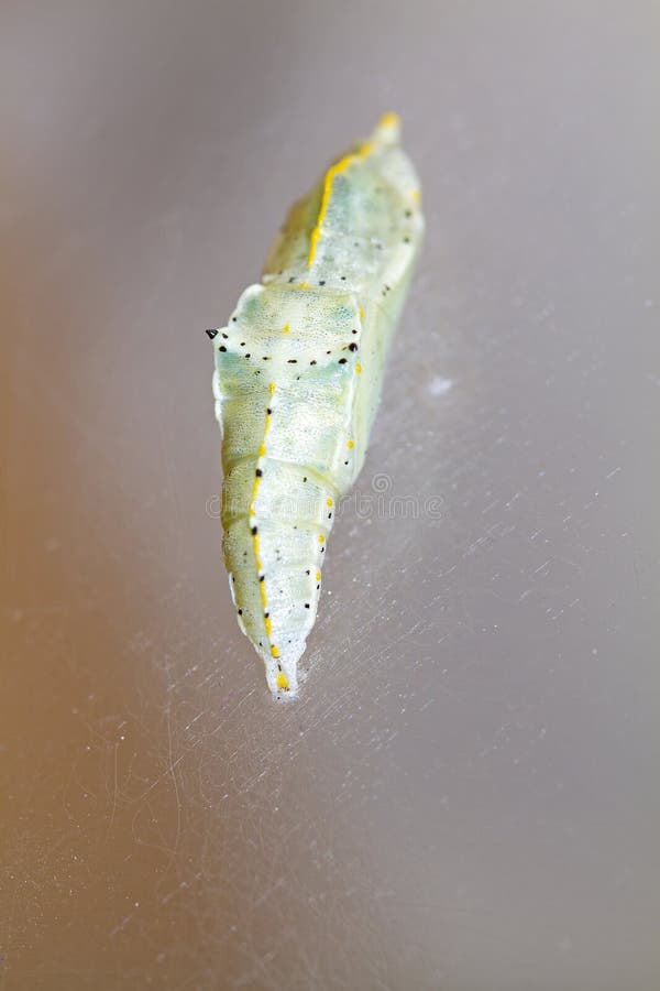 Cocoon of Cabbage Butterfly ( Pieris Brassicae) Stock Photo - Image of ...