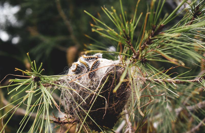 Cocoon of Caterpillars in Pine Needles Stock Image - Image of green ...