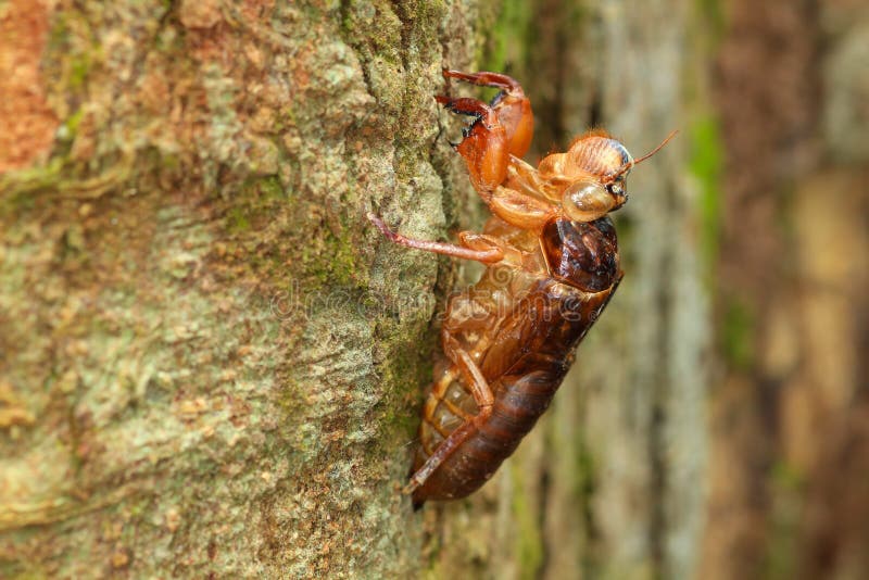 Cocoon of cicada stock image. Image of newborn, adult - 41802113