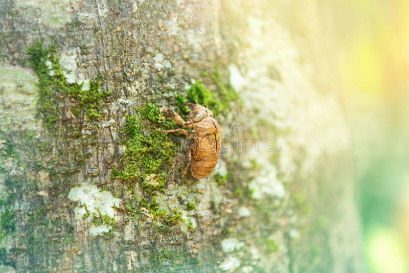 Cocoon of cicada stock image. Image of newborn, adult - 41802113
