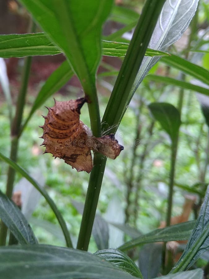 A Cocoon, Couple Minute after a Butterfly Came Out of it. Stock Image ...