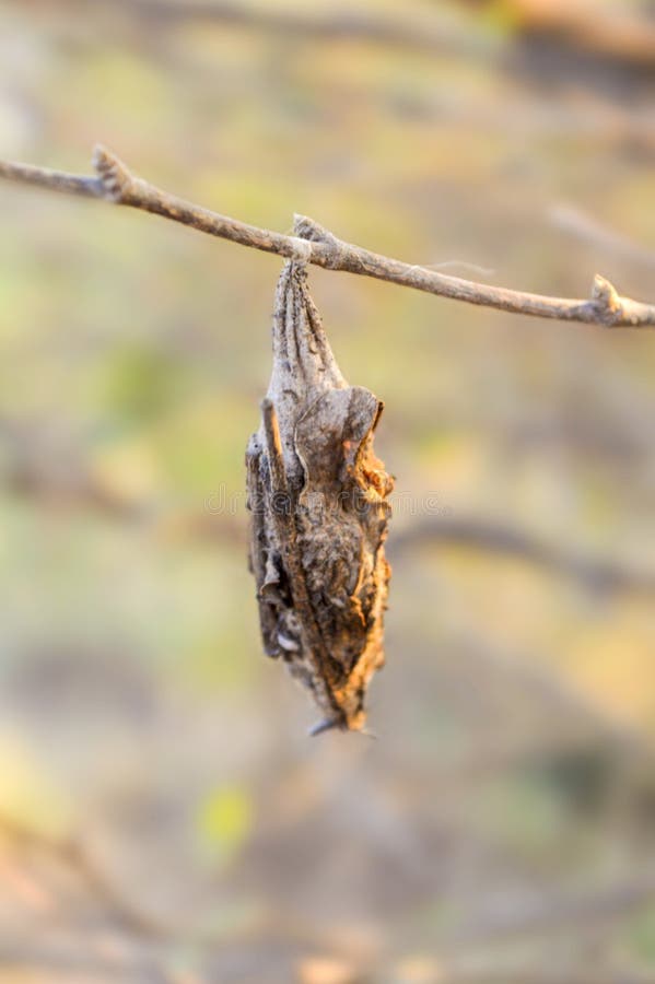 Cocoon in dry tree stock image. Image of natural, wildlife - 213782873