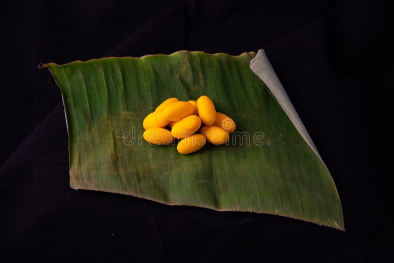 Cocoon stock image. Image of texture, thread, farm, yellow - 176898115