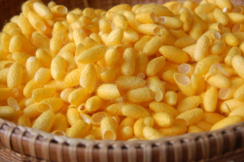 Cocoon stock photo. Image of cocoons, gold, fabrick, cocoon - 48516182