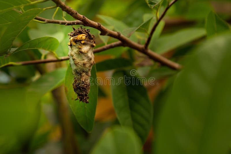 Cocoon hanging on the leaf stock image. Image of branch - 252063715