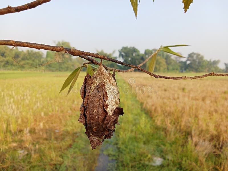 A Cocoon Hanging from a Tree Branch Stock Image - Image of copy ...