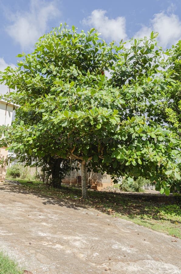 Melabar-almond Tree stock image. Image of combretaceae - 231717193