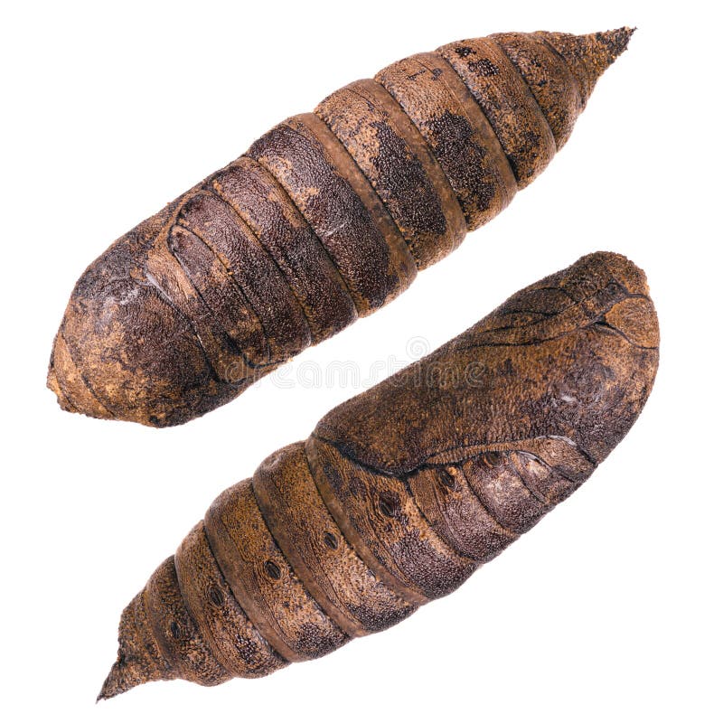 Cocoon stock photo. Image of embryo, beetle, white, pupa - 53163394