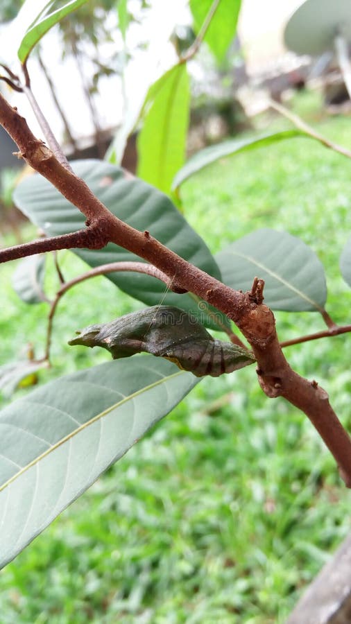 Cocoon stock photo. Image of reptiles, tree, cocoon - 111845188