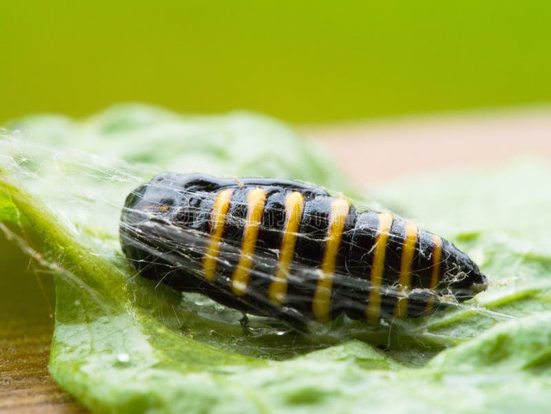Cocoon Insects Garden Plants House Green Stock Photo - Image of ...