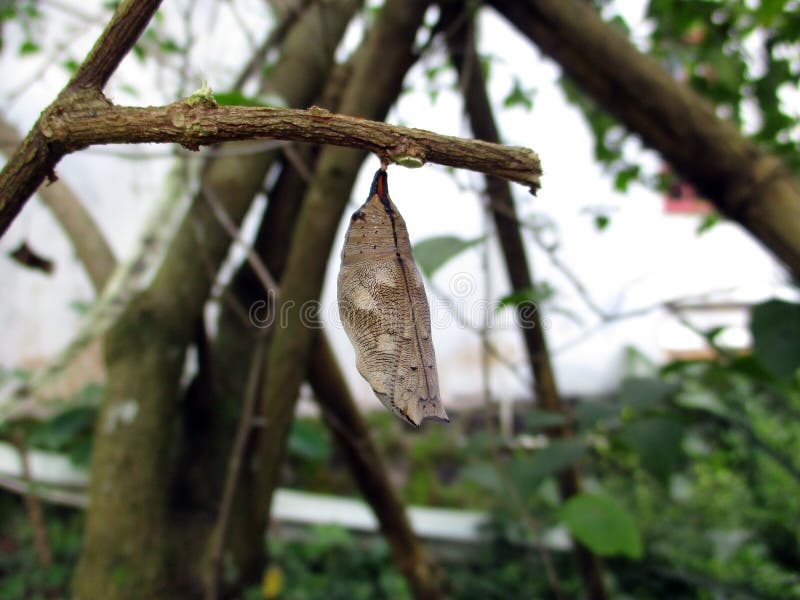 Sized Cocoons Stock Photos - Free & Royalty-Free Stock Photos from ...