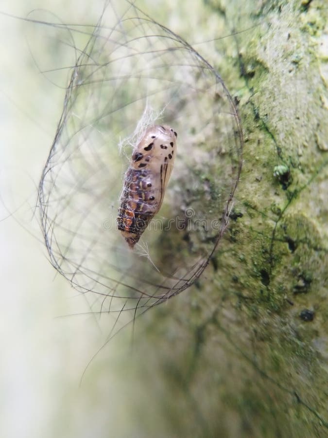 Cocoon Metamorfosis Process Stock Photo - Image of metamorfosis ...
