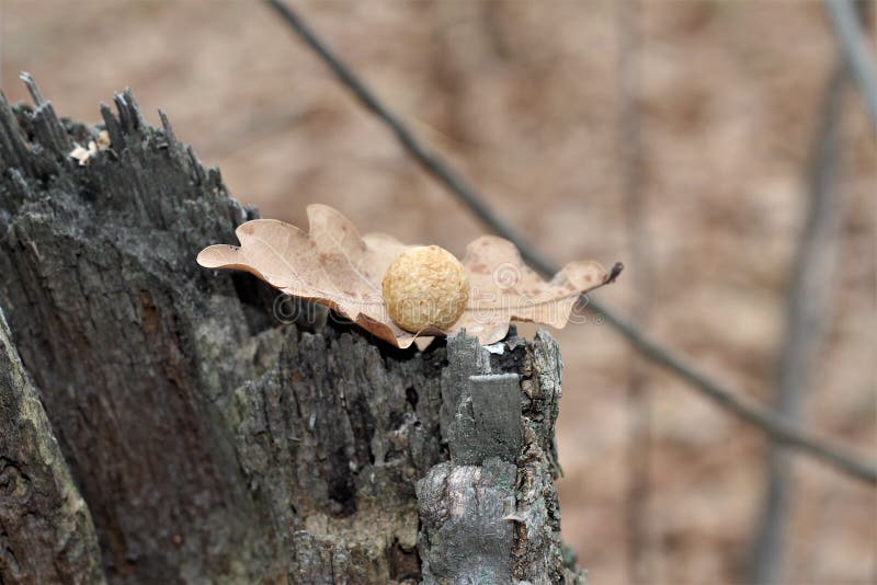 Cocoon of Oak Tree GALL on a STUMP Stock Photo - Image of autumn, gall ...