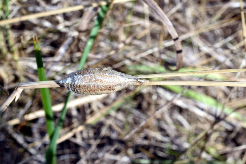 Cocoon with Praying Mantis Larvae. Stock Image - Image of ootheca ...