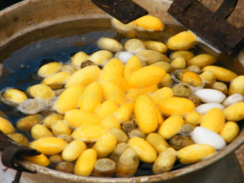 Process boil cocoon stock photo. Image of yarns, thai - 54805504