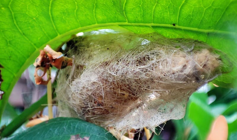 Cocoon or Pupae on the Leaf Stock Photo - Image of environmental ...