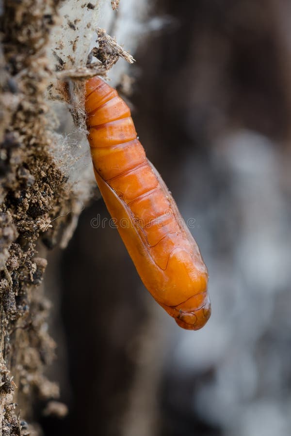 Cocoon stock image. Image of orange, garden, chamber - 39745179
