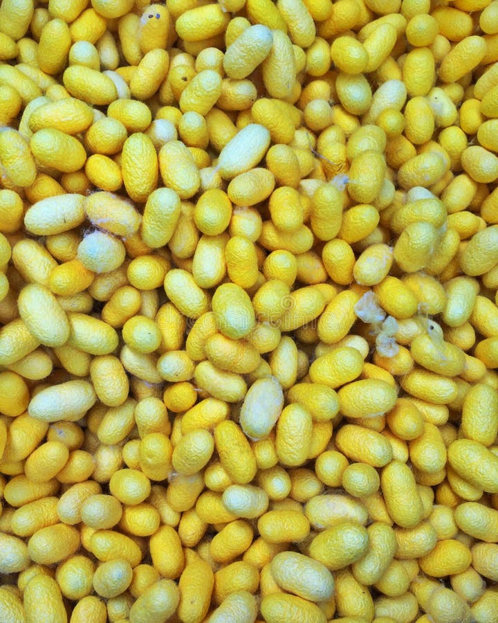 Cocoon, Sericulture, Silk Production Stock Image - Image of ...