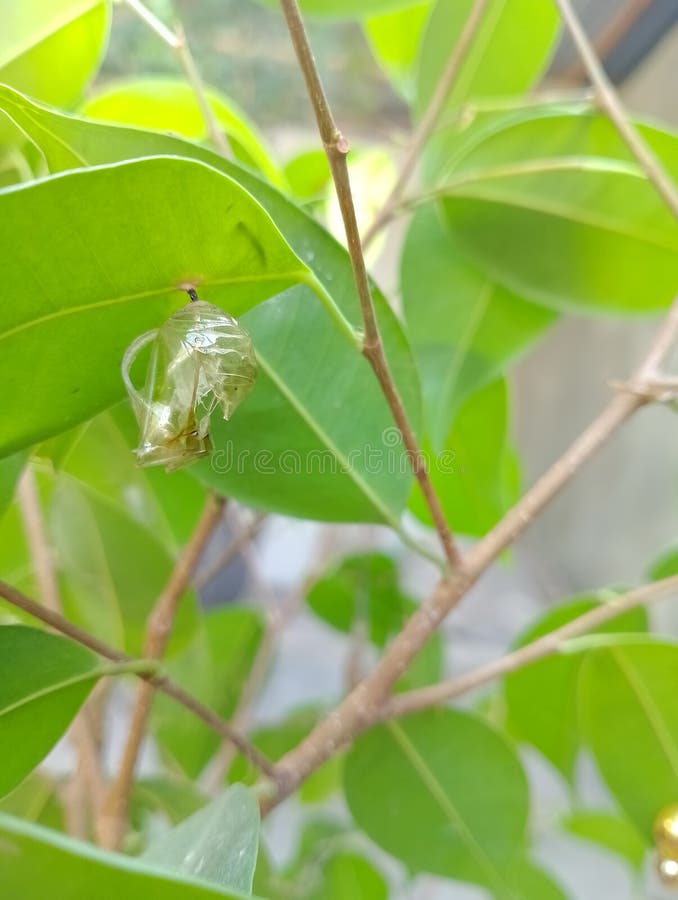 A Cocoon Shell that Has Turned into a Butterfly Stock Image - Image of ...