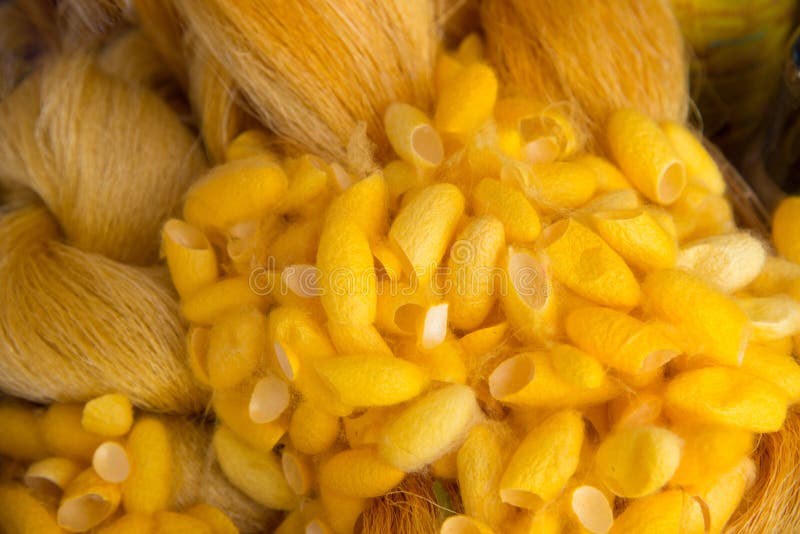 Cocoon silk stock photo. Image of fiber, industry, natural - 70462488