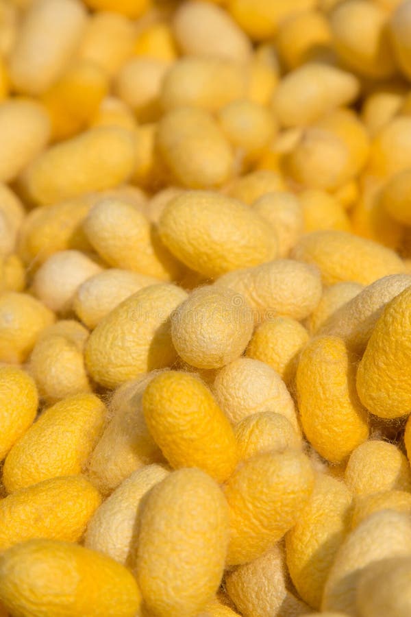 Cocoon silkworm background stock photo. Image of delicate - 65133814