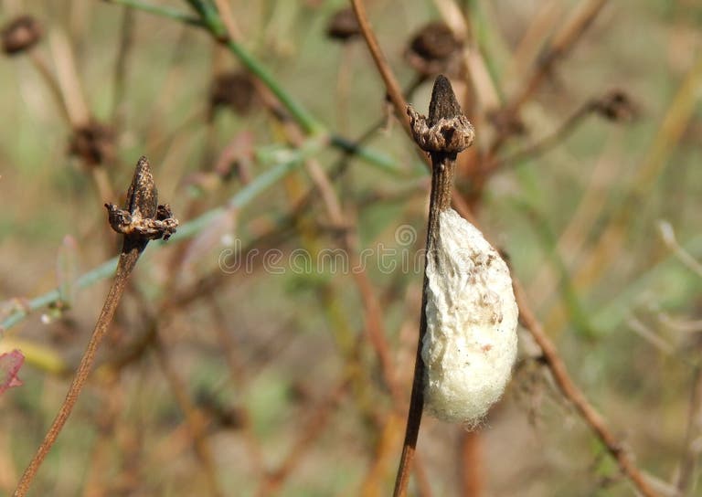 Cocoon on dried halm stock photo. Image of plant, cocoon - 109897880