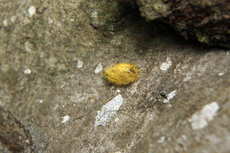 Cocoon on a tree stock image. Image of south, latin - 168518599