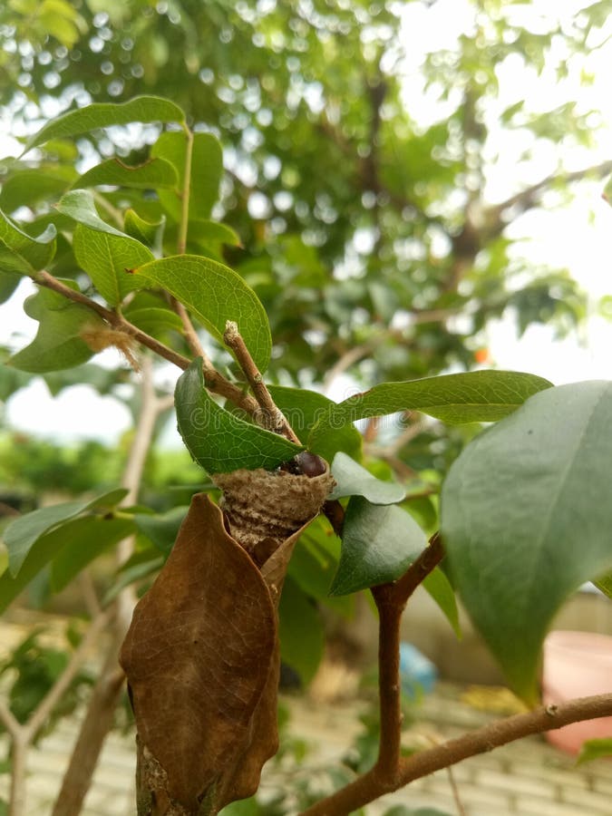 Cocoon on the tree small stock image. Image of garden - 220391509