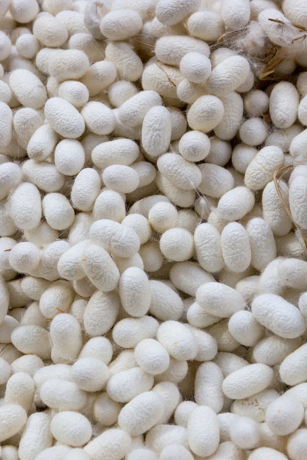 Cocoon stock image. Image of material, fiber, nature - 48479875
