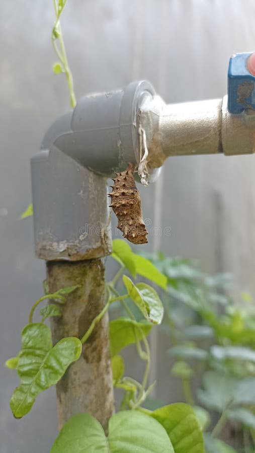 Butterfly Cocoons Attached To a Pipe Stock Photo - Image of beautiful ...