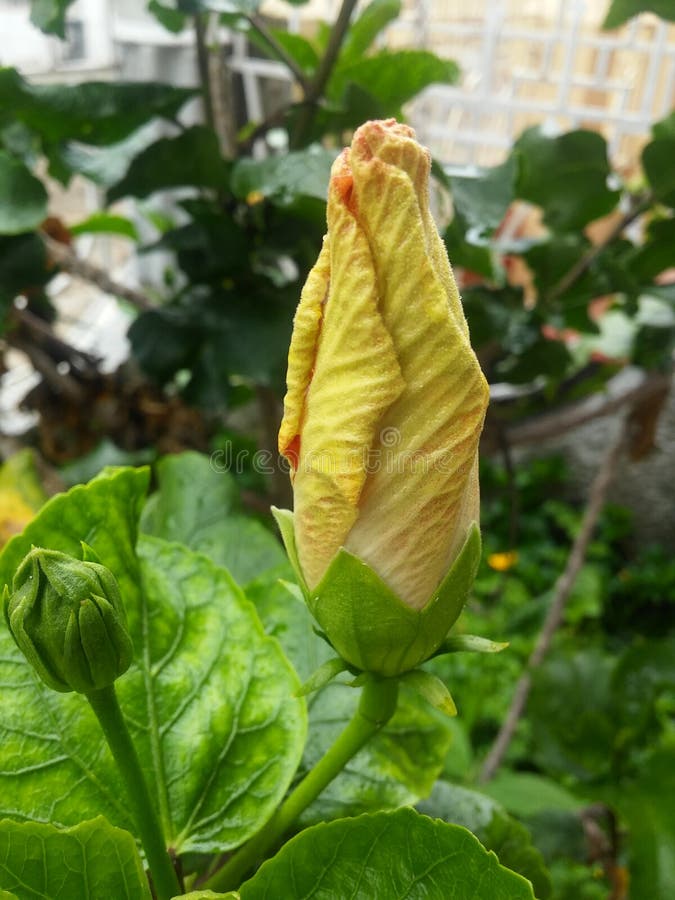 Cocoon stock image. Image of cocoon, outdoors, garden - 89523497