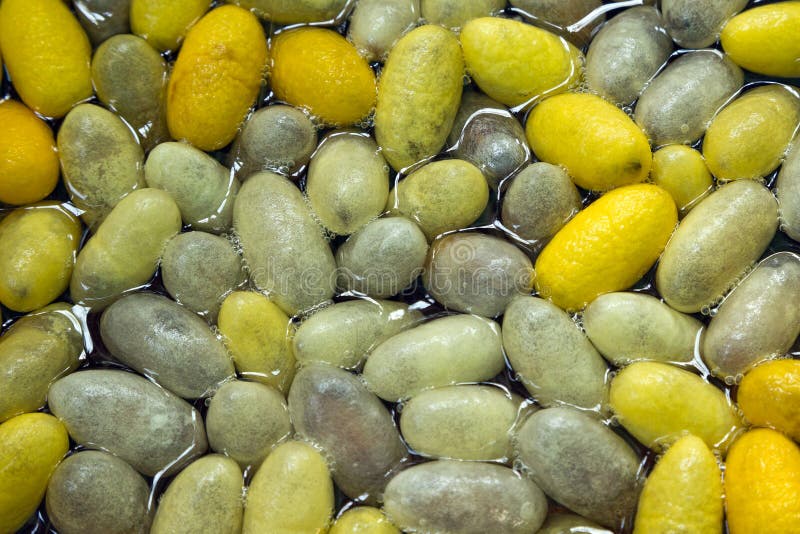 Cocoon Yellow. stock photo. Image of insect, food, manufacture - 83173126