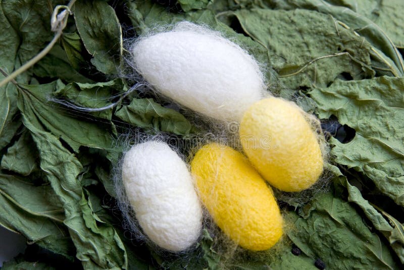 Cocoon Of Silkworm Hanging On Silk Worm Net Stock Photo - Image of ...
