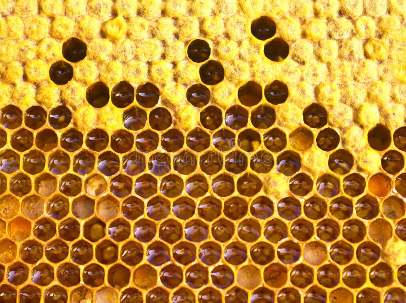 Cocoons Bee, Nectar, Honey and Pollen Stock Image - Image of larvae ...