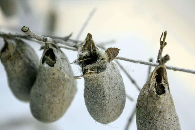 Cocoons stock image. Image of farming, insects, opening - 94759203