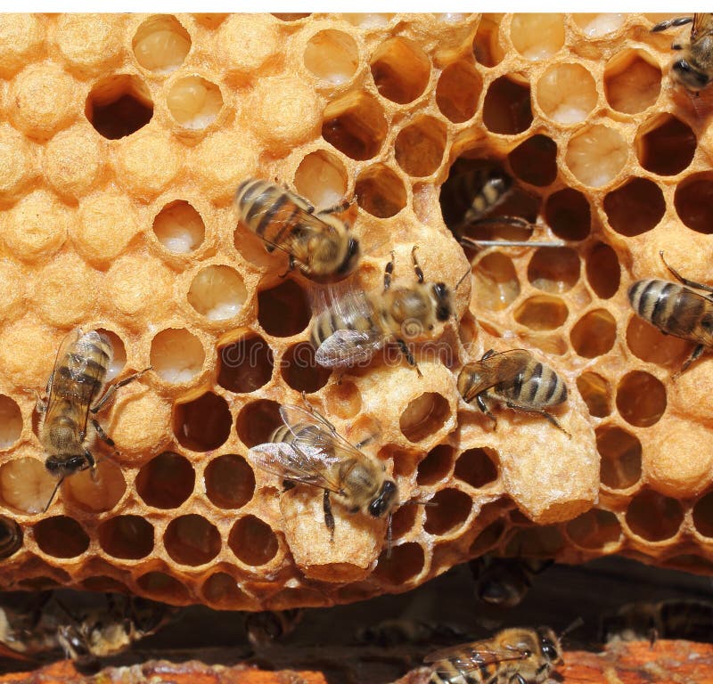 Cocoons future Queen Bees stock image. Image of reproduction - 26103967