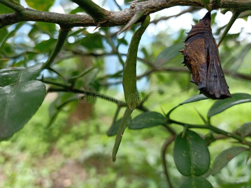 144 Cocoon Bird Stock Photos - Free & Royalty-Free Stock Photos from ...