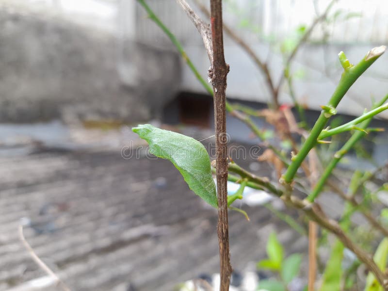 Cocoons Papilio Demoleus Larva Stock Image - Image of branch, shrub ...