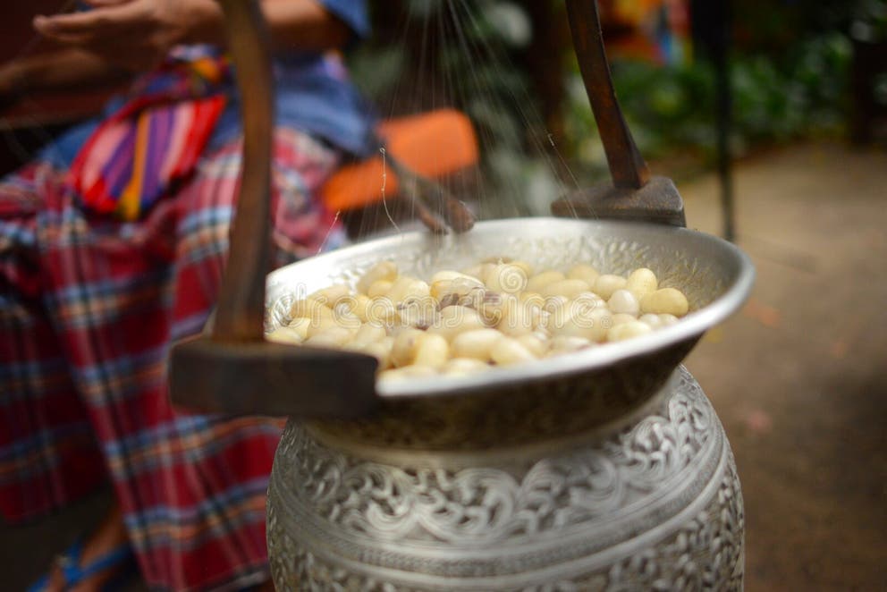 Cocoons are Placed in Boiling Water Stock Photo - Image of silk ...