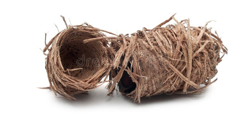 Cocoons of Red palm weevil stock photo. Image of species - 21403448