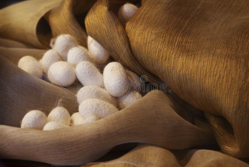 Cocoons and silk stock image. Image of webspinners, industry - 10832463