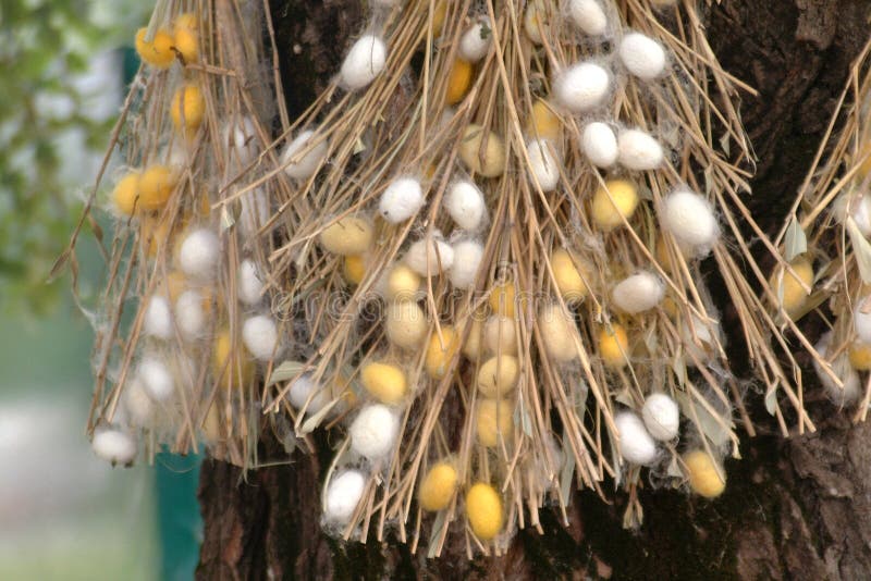 Group of Yellow Cocoons of Silkworms Stock Image - Image of textile ...