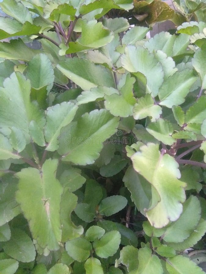 Bunga Cocor Bebek Stock Photos - Free & Royalty-Free Stock Photos from ...